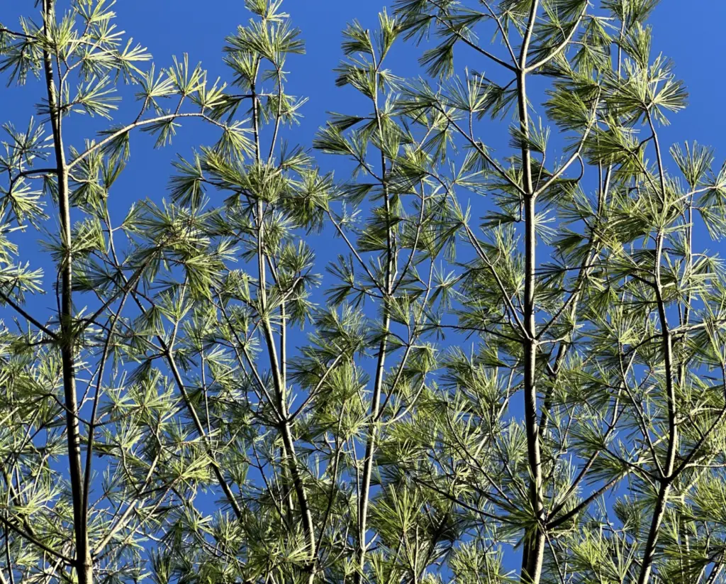 White Pine Uses: Medicinal, Edible, And Practical
