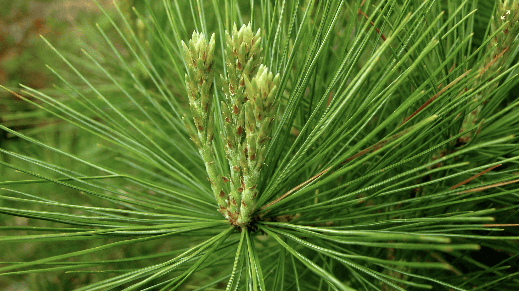 White Pine Uses: Medicinal, Edible, And Practical